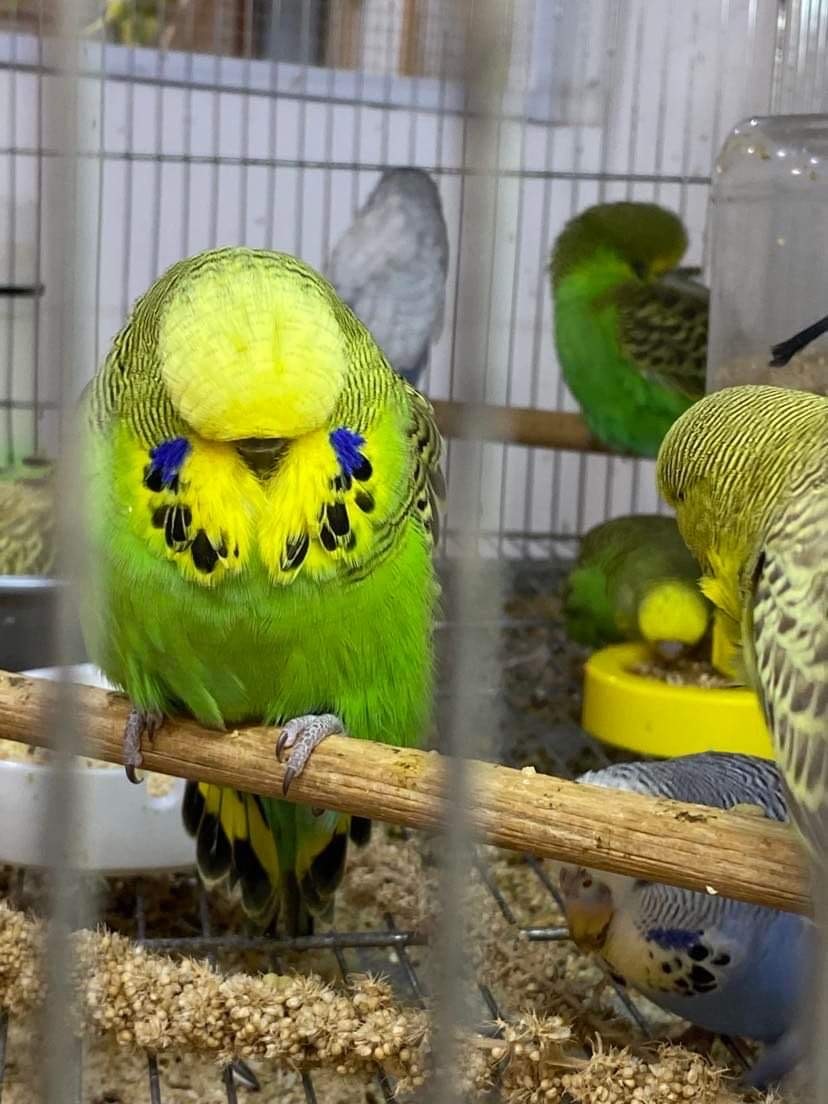 Kevin Back Interview - Budgerigar Breeder - BCSA