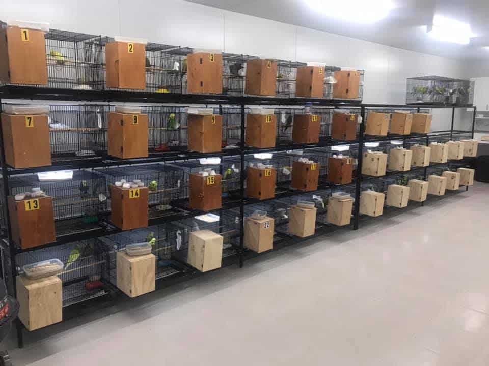 Budgerigar (Budgie) Breeding Cages | Considerations & Setup