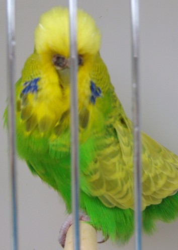 Greywing Budgerigar/Budgie - Budgerigar Council of South Aust