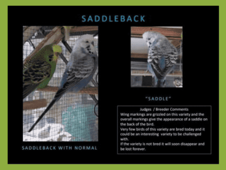 Saddleback Budgerigar - The Budgerigar Council of South Australia