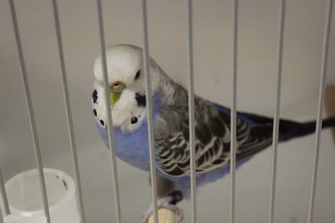Saddleback Budgerigar - The Budgerigar Council of South Australia