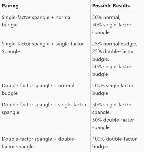Spangle Budgerigar | Spangle Budgie | Budgies
