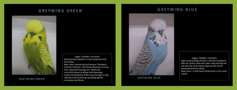 Greywing Budgerigar/Budgie - Budgerigar Council of South Aust