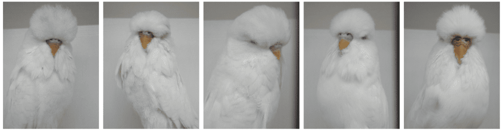 Albino Budgie | White Budgie | Albino Birds | Ino Budgerigars