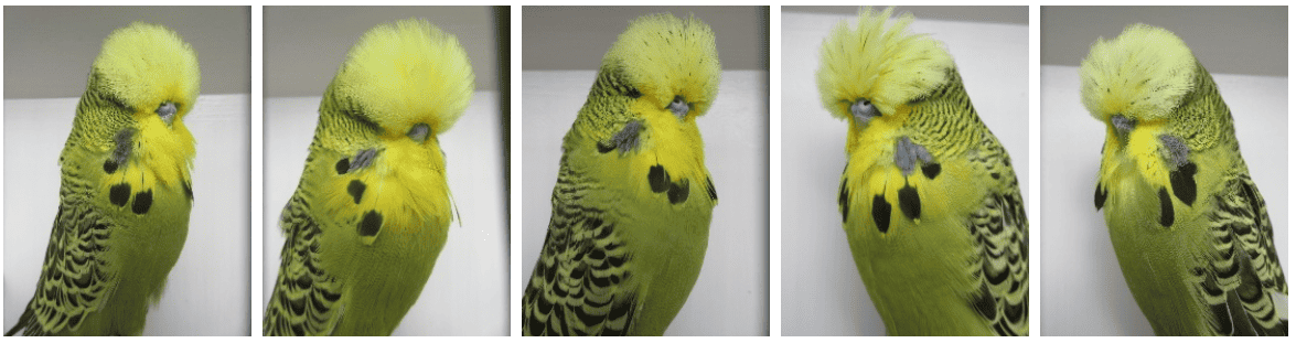 Normal Grey Green Budgerigar - The Budgerigar Council of SA