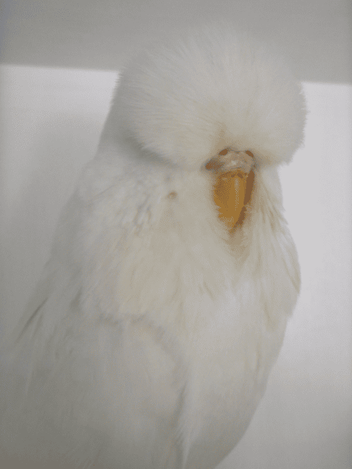 Exploring Budgerigar Breeds, Colours and Varieties | Australia