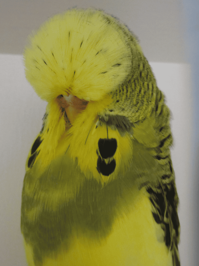 Exploring Budgerigar Breeds, Colours and Varieties | Australia