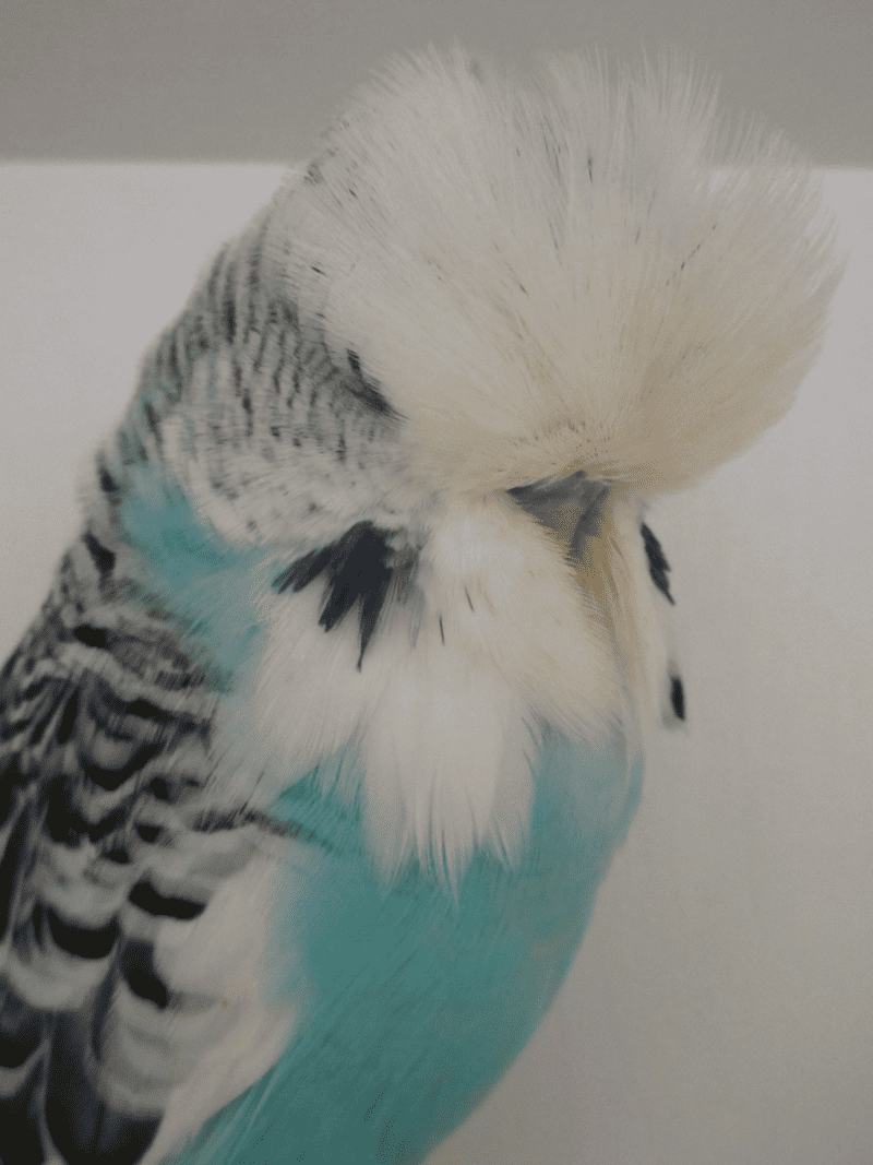 Exploring Budgerigar Breeds, Colours and Varieties | Australia