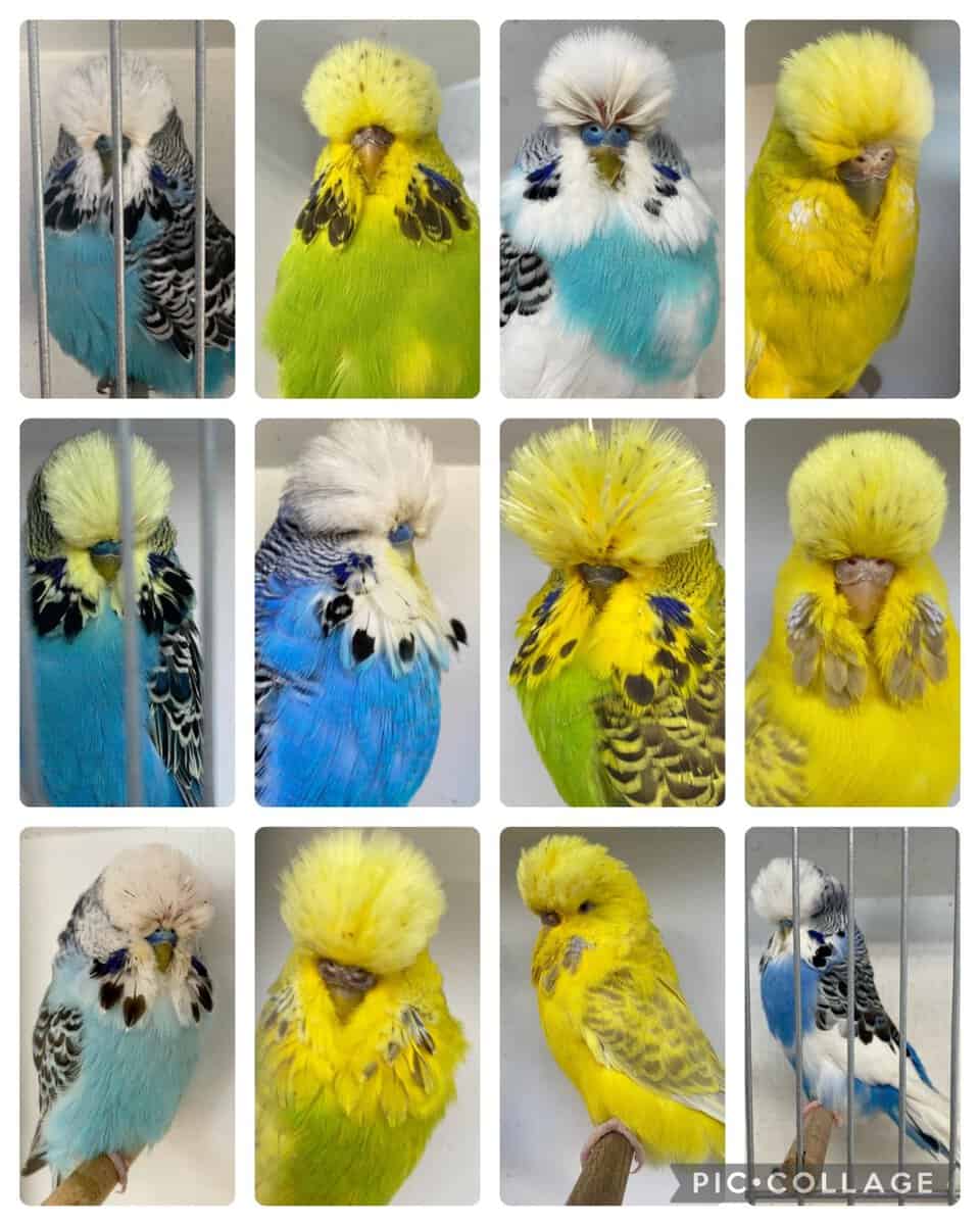 Hunter Valley Budgerigar Society Auction 7 -BCSA
