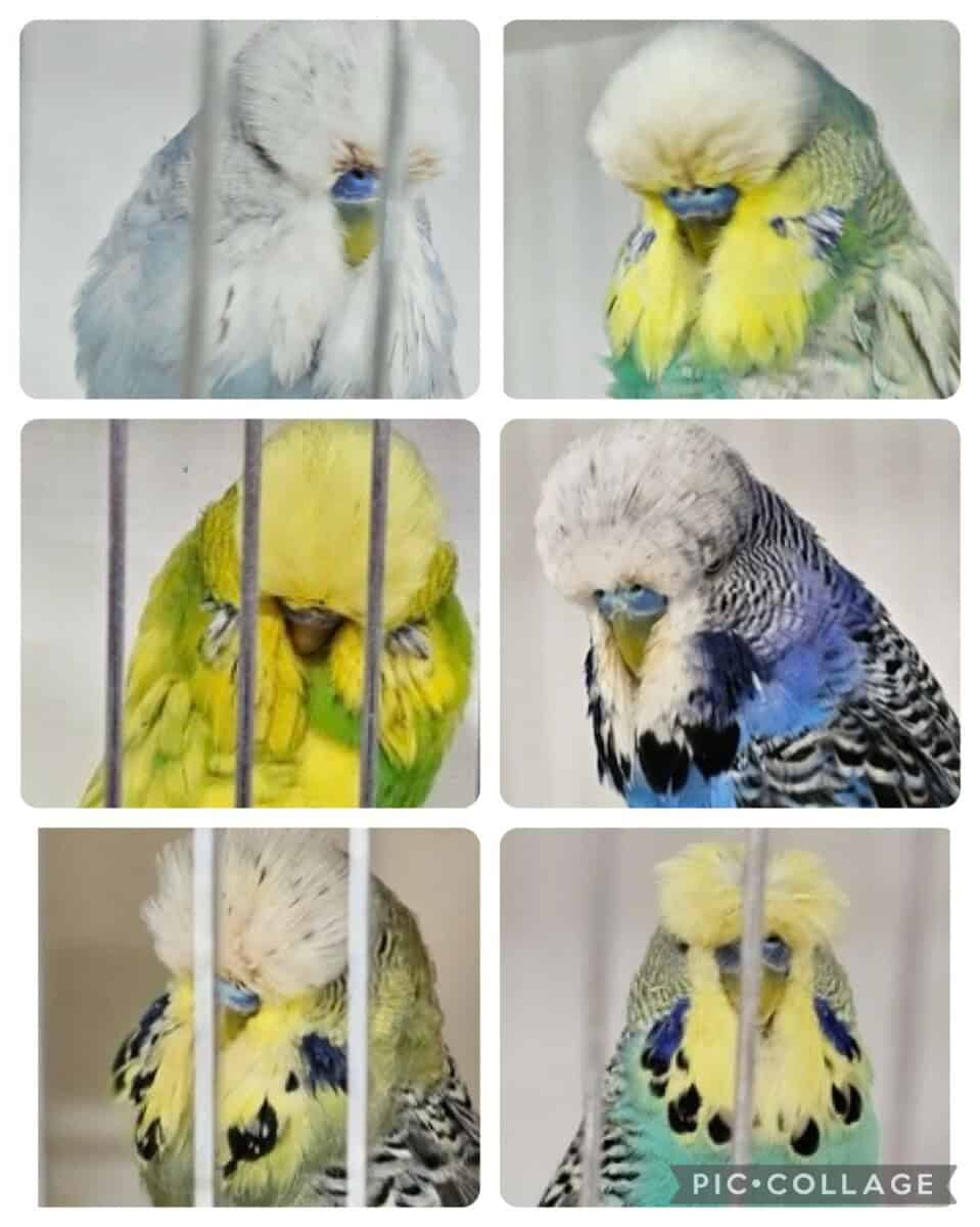 Keevers Hoskinson 2024 Budgie Auction - BCSA
