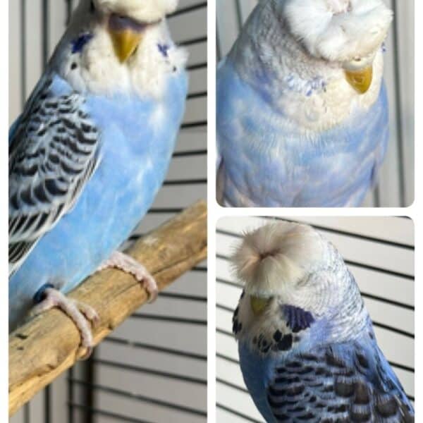 Budgie Auction | Live Bird Auctions | Buy It Now Sales | BCSA