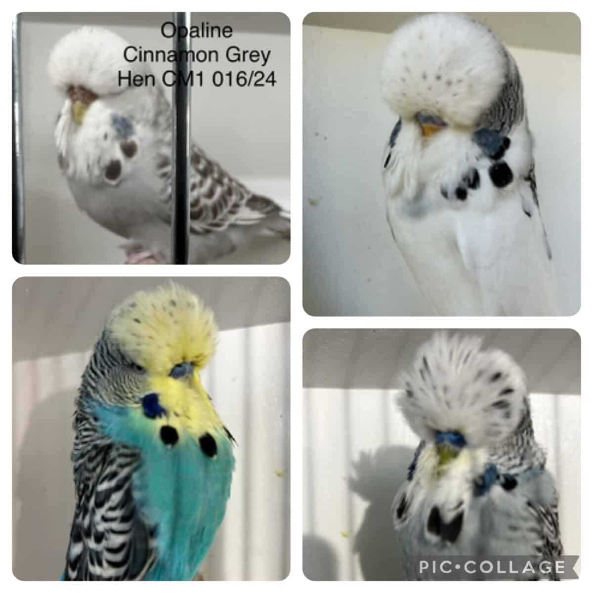 Budgie Auction | Live Bird Auctions | Buy It Now Sales | BCSA