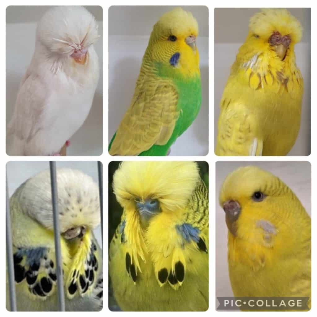 Budgie Auction | Live Bird Auctions | Buy It Now Sales | BCSA