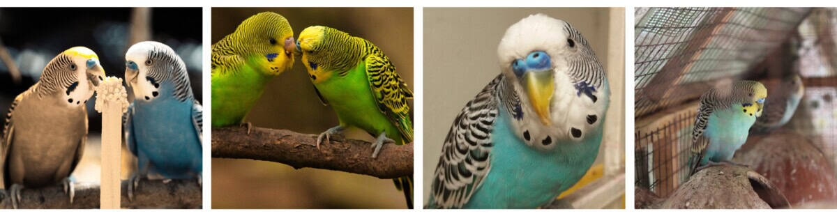 Adult Budgies - Discover & Care for these Charming Birds