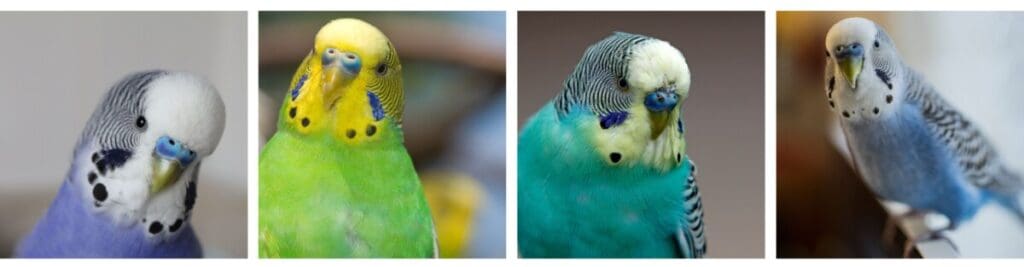 Budgie Sex Identification: Your Complete Guide