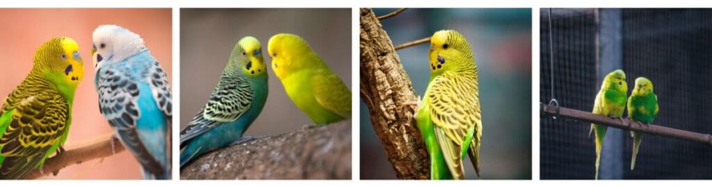 Budgie Talk: Your Complete Guide