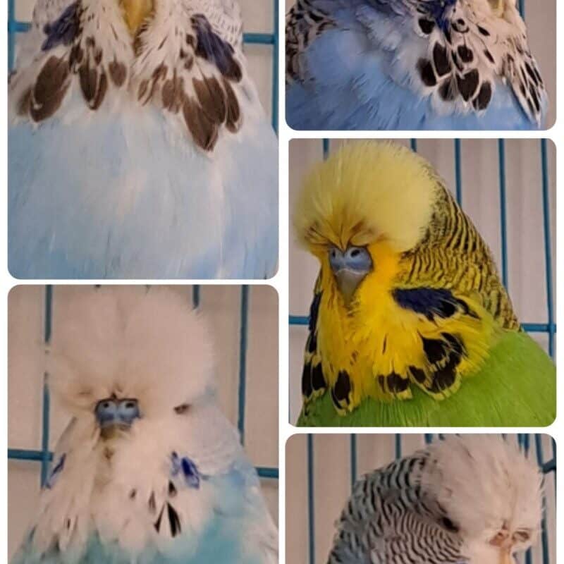 Budgie Auction | Live Bird Auctions | Buy It Now Sales | BCSA