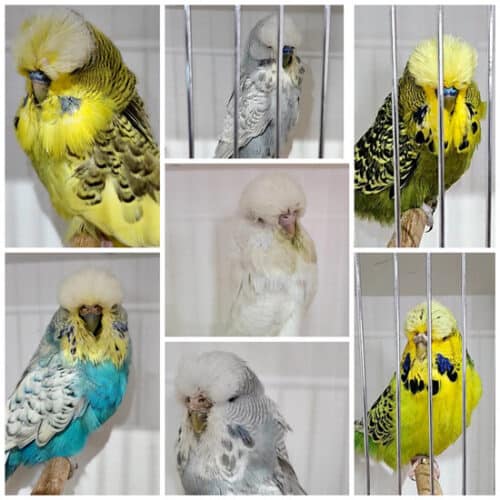 Budgie Auction | Live Bird Auctions | Buy It Now Sales | BCSA
