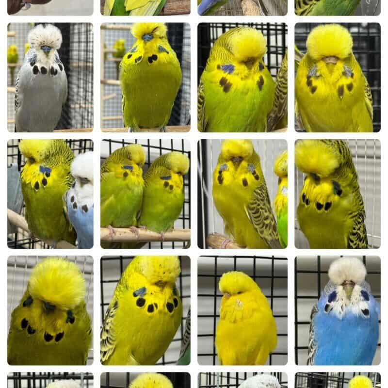 Budgie Auction | Live Bird Auctions | Buy It Now Sales | BCSA