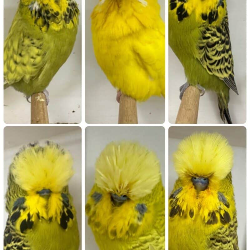 Budgie Auction | Live Bird Auctions | Buy It Now Sales | BCSA