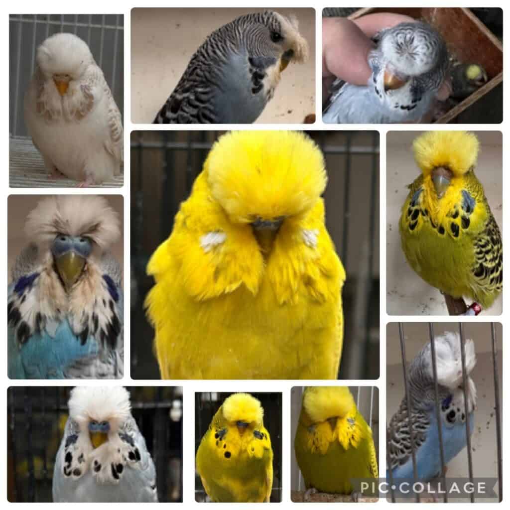 Budgie Auction | Live Bird Auctions | Buy It Now Sales | BCSA