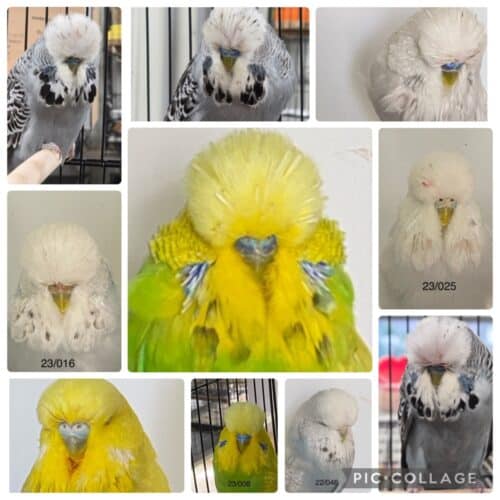 Budgie Auction | Live Bird Auctions | Buy It Now Sales | BCSA